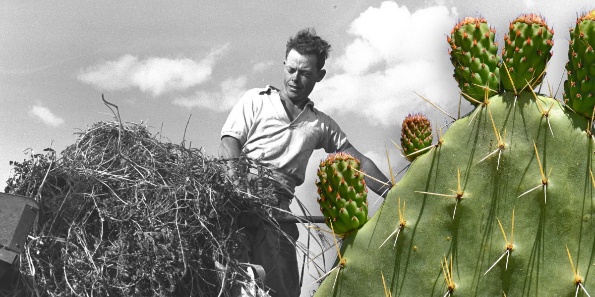 8 Fun Facts About Israeli Farming | Hadassah Magazine