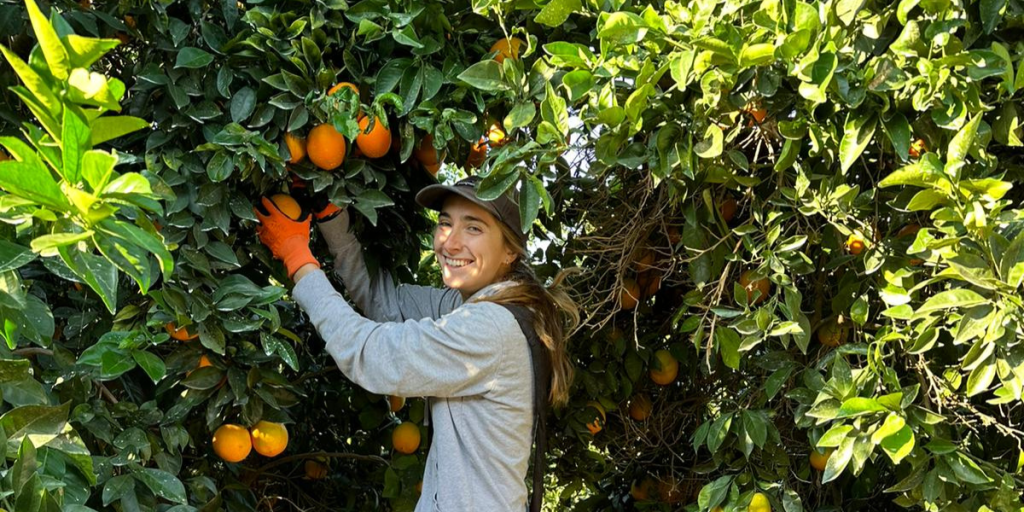 Picking Oranges in Israel | Hadassah Magazine